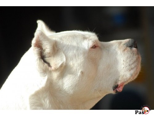 Dogo argentino