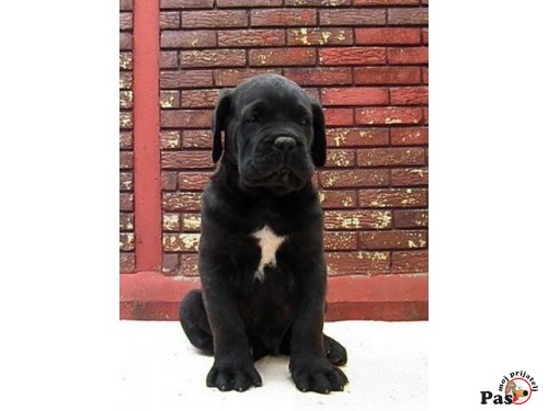 Cane Corso