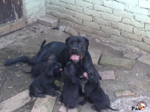 Cane Corso