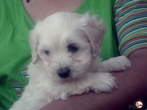 Coton de tulear - Tulearski pas