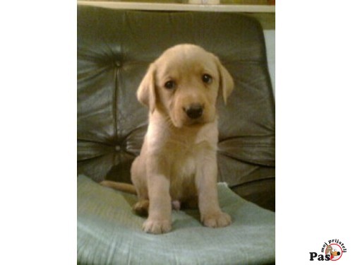 LABRADOR RETRIVER