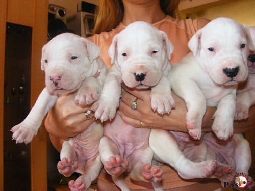 Dogo argentino