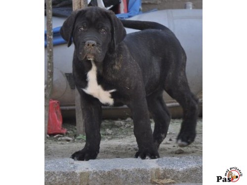 Cane Corso