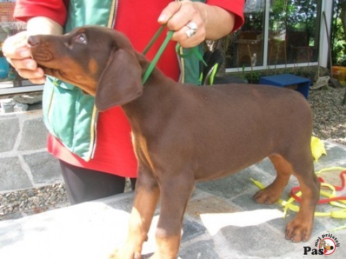 Doberman