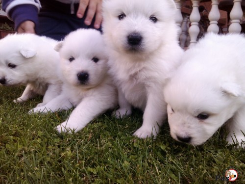 Samojed