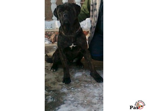 Cane Corso