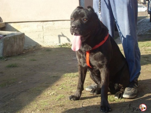 Cane Corso