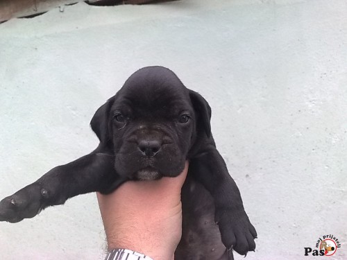 Cane Corso