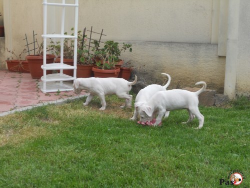 Dogo argentino