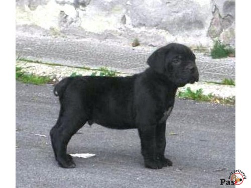 Cane Corso