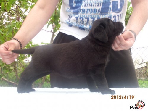 Labrador retriver