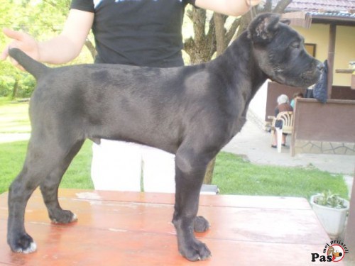 Cane Corso