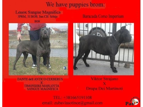 Cane Corso