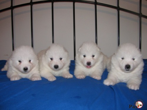 SAMOJED