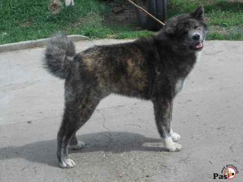 Akita Inu