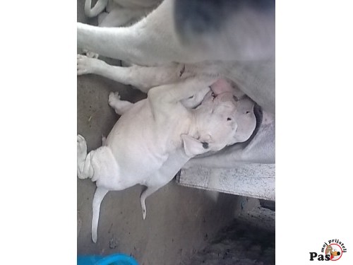 Dogo argentino