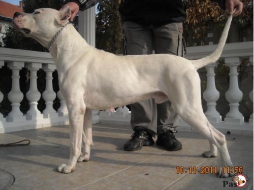 DOGO ARGENTINO