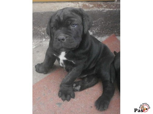 Cane Corso