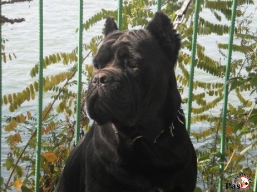 Cane Corso