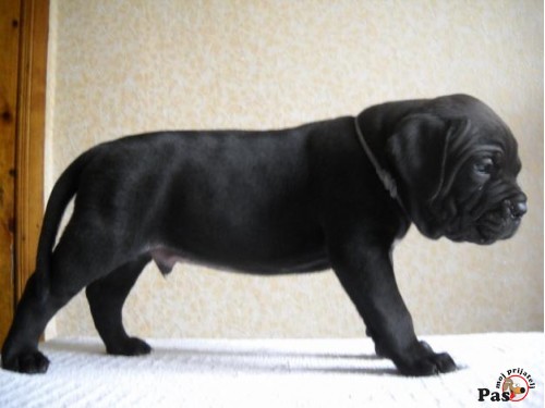 Cane Corso