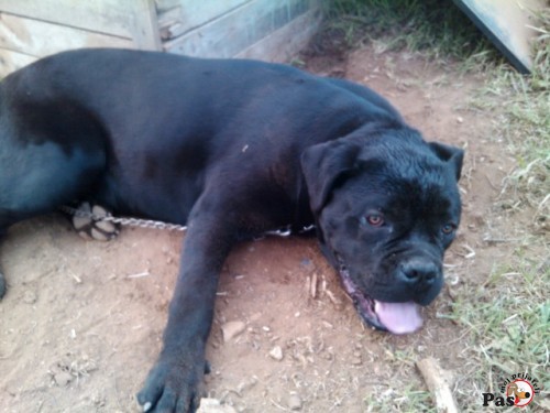 Cane Corso