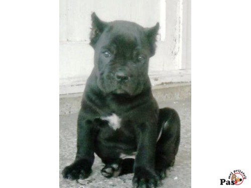 Cane Corso