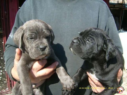 Cane Corso