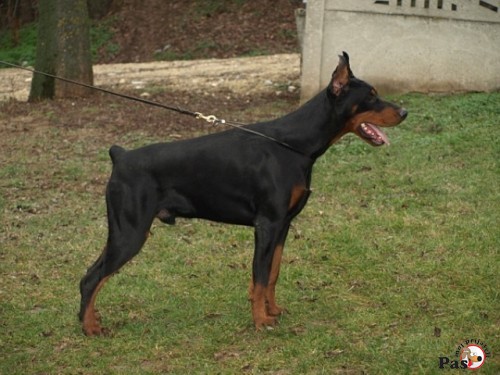 Doberman