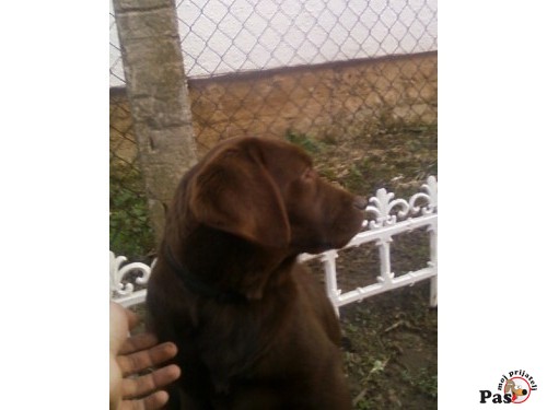 LABRADOR RETRIVER