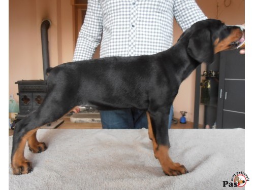 Doberman