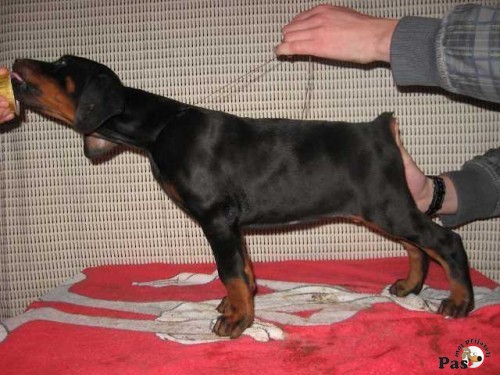 DOBERMAN