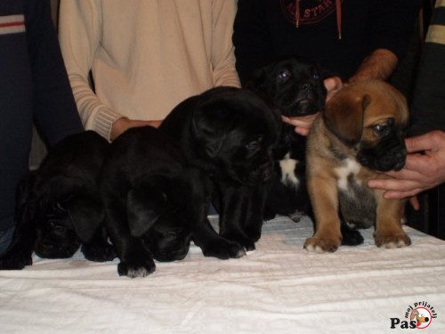 Cane Corso