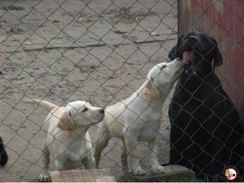 Labrador retriver