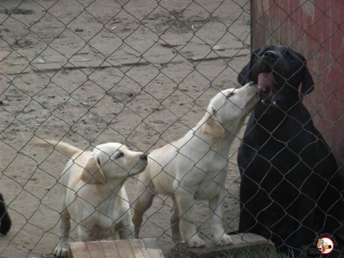 Labrador retriver