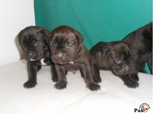 Cane Corso