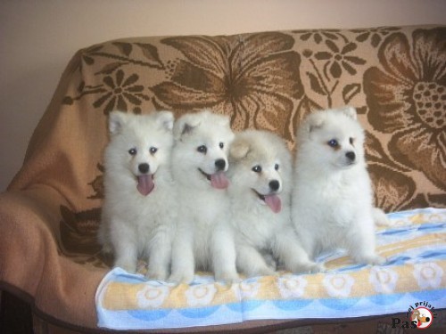 Samojed