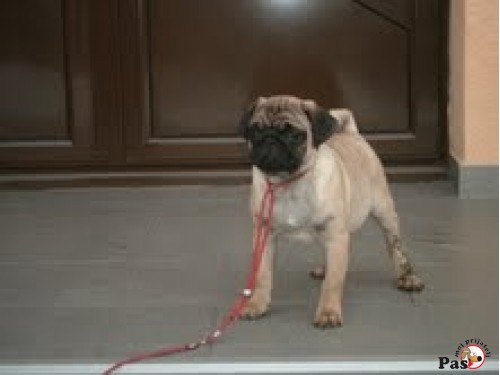Mops