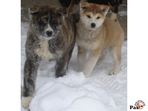 Akita Inu