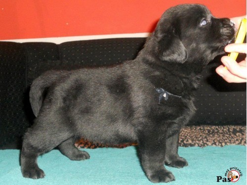 Labrador retriver