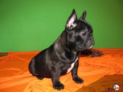 Francuski buldog