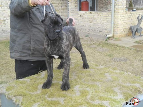 Cane Corso