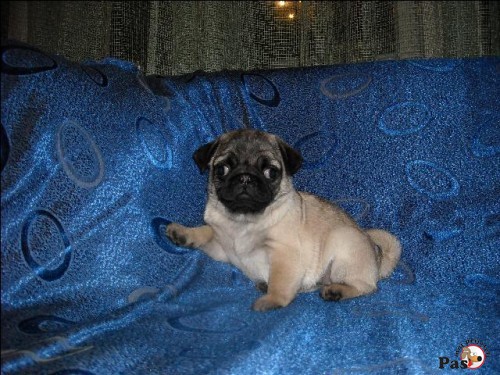 Mops