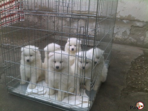 SAMOJED