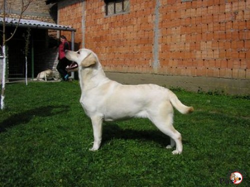 LABRADOR RETRIVER