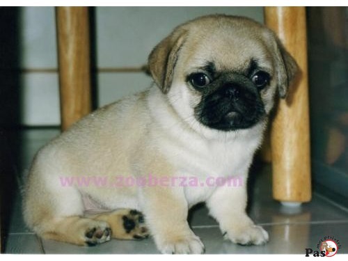 MOPS