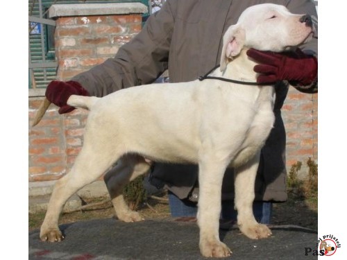 Dogo argentino