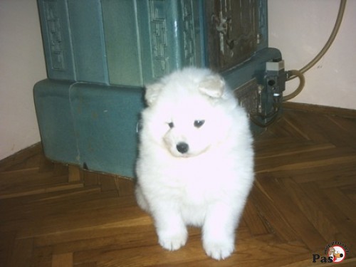 Samojed