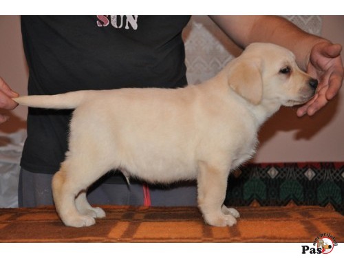 LABRADOR RETRIVER