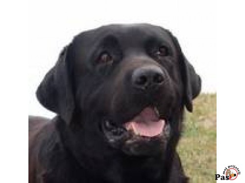 Labrador retriver