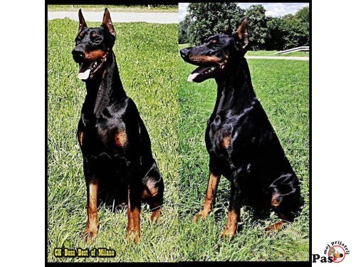 Doberman